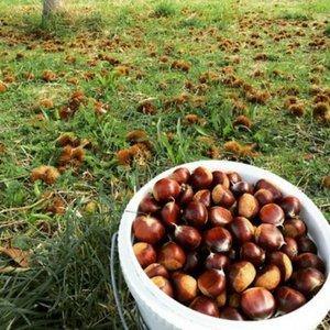 Easy Chestnut Jam Recipe - Lavolio Boutique Confectionery