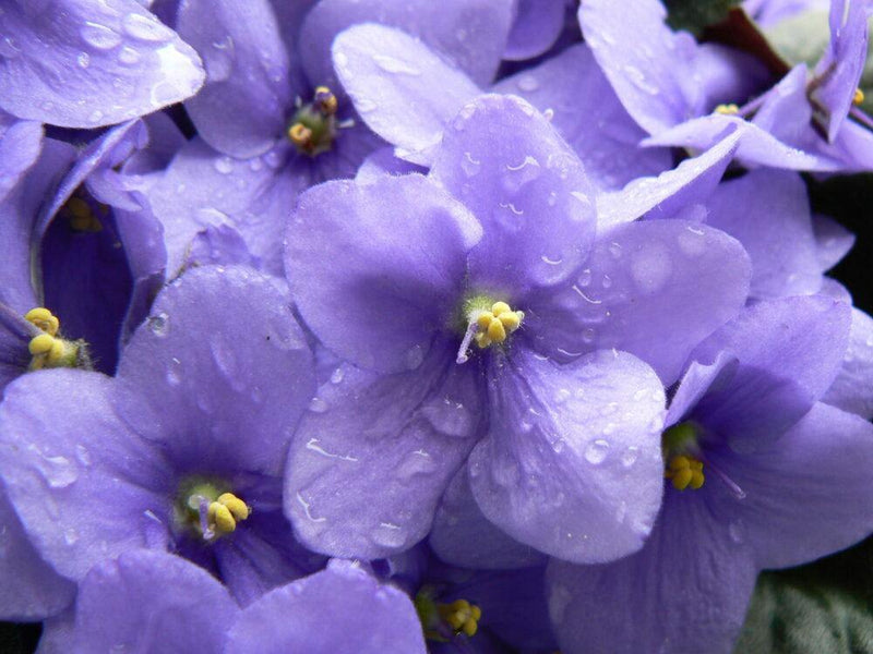Your Guide to Parma Violets - Lavolio Boutique Confectionery